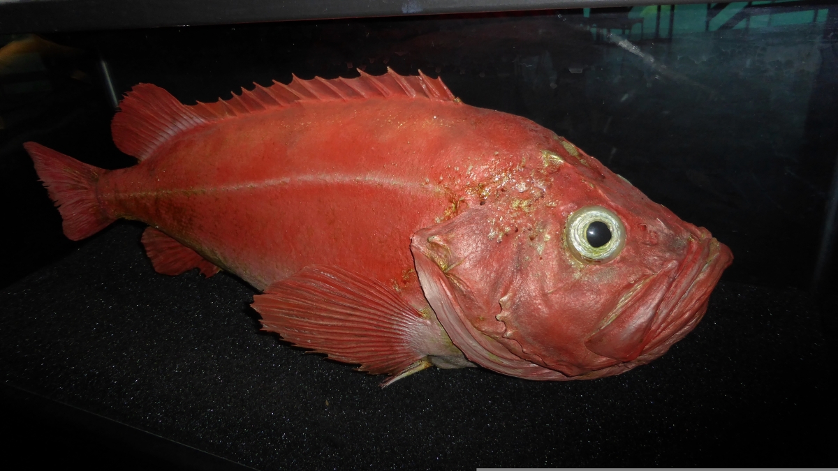 Wat voor een soort vis is de roodbaars? - Onlinevis.nl