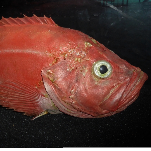 Wat voor een soort vis is de roodbaars? - Onlinevis.nl